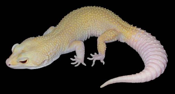 ALBINOS - TANGELOS - TPAs - SUNGLOWS