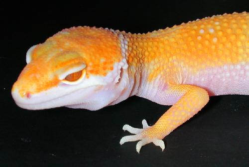 Ron Tremper talks Leopard Geckos – ReptileRadio | SuperiorMorphs