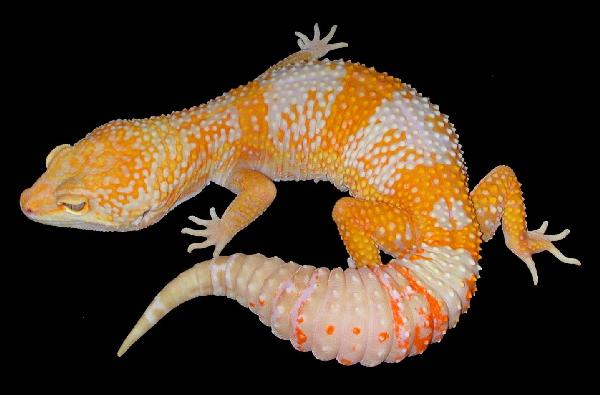 ALBINOS - TANGELOS - TPAs - SUNGLOWS