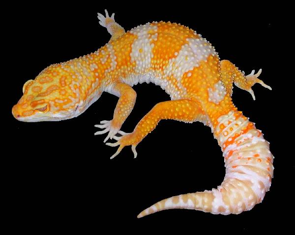 ALBINOS - TANGELOS - TPAs - SUNGLOWS