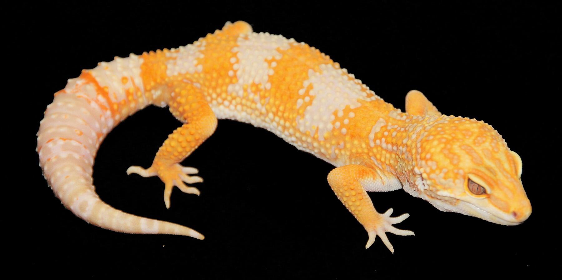 ALBINOS - TANGELOS - TPAs - SUNGLOWS